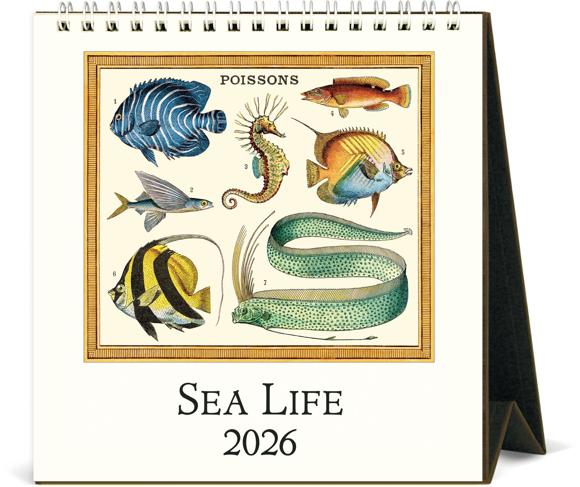 2026 Cavallini Sea Life Desk Calendar | Paper Source