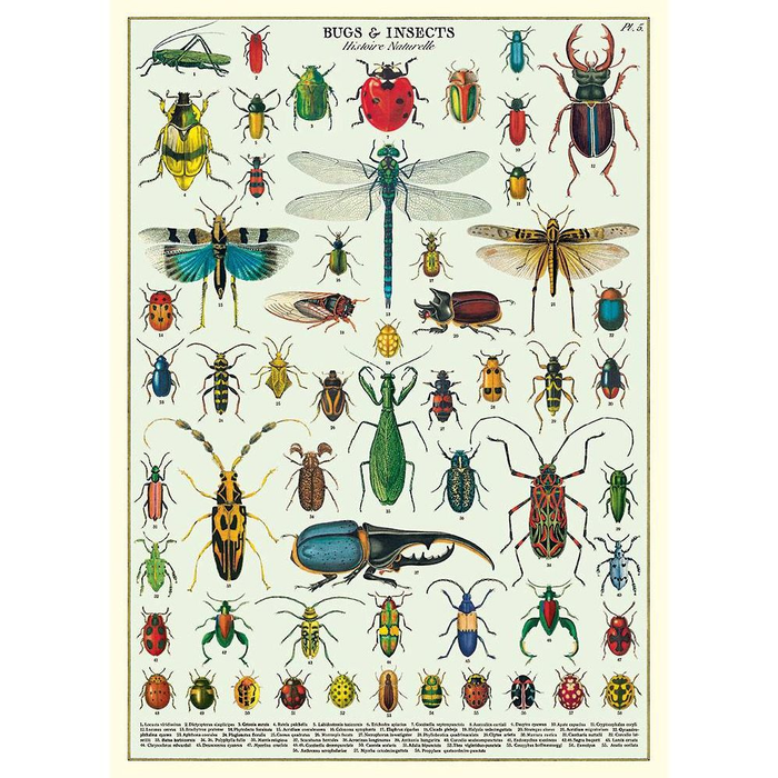 Bugs & Insects Flat Wrap & Poster | Paper Source