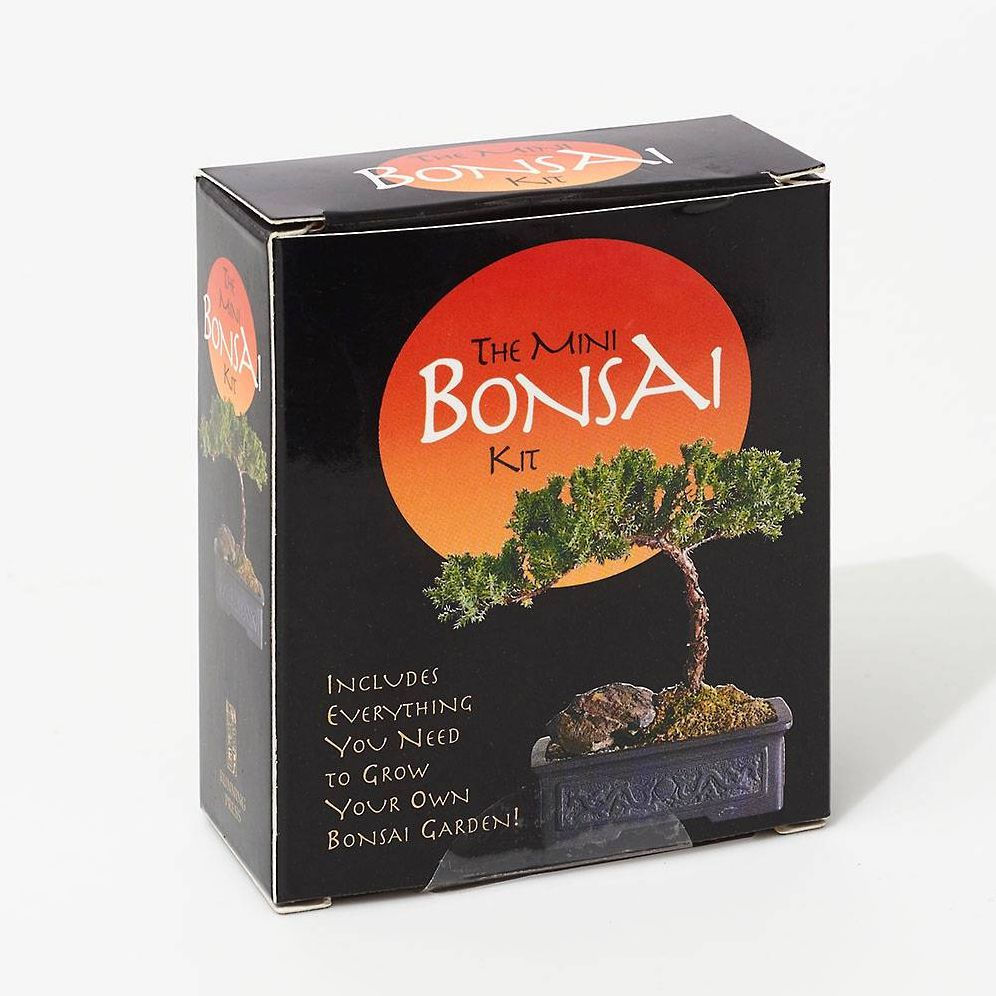 The Mini Bonsai Kit | Paper Source